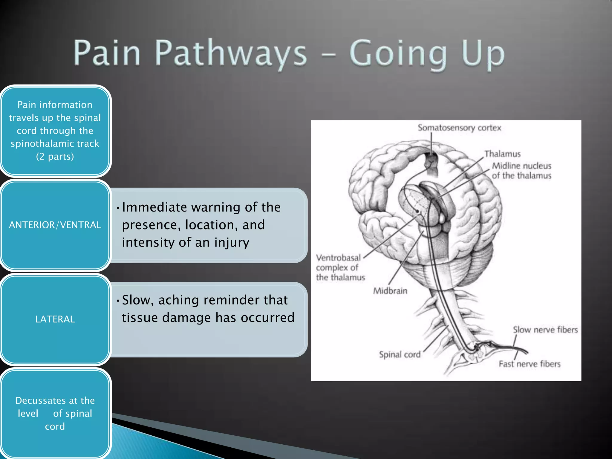 Anatomy of pain pathway | PPTX