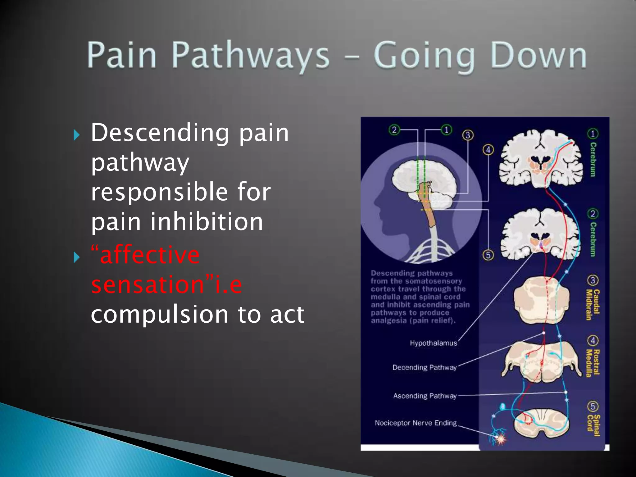 Anatomy of pain pathway | PPTX