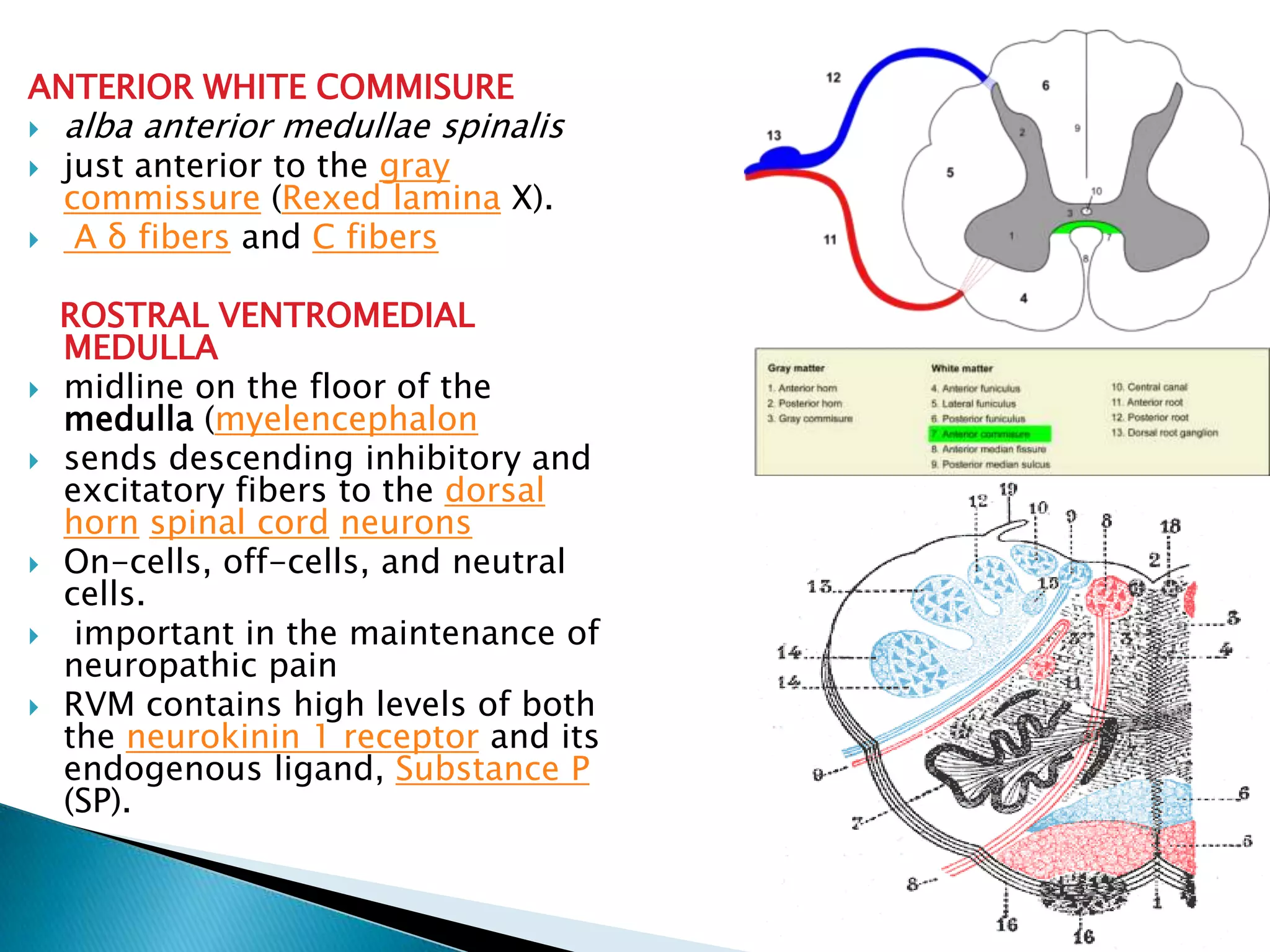 Anatomy of pain pathway | PPTX