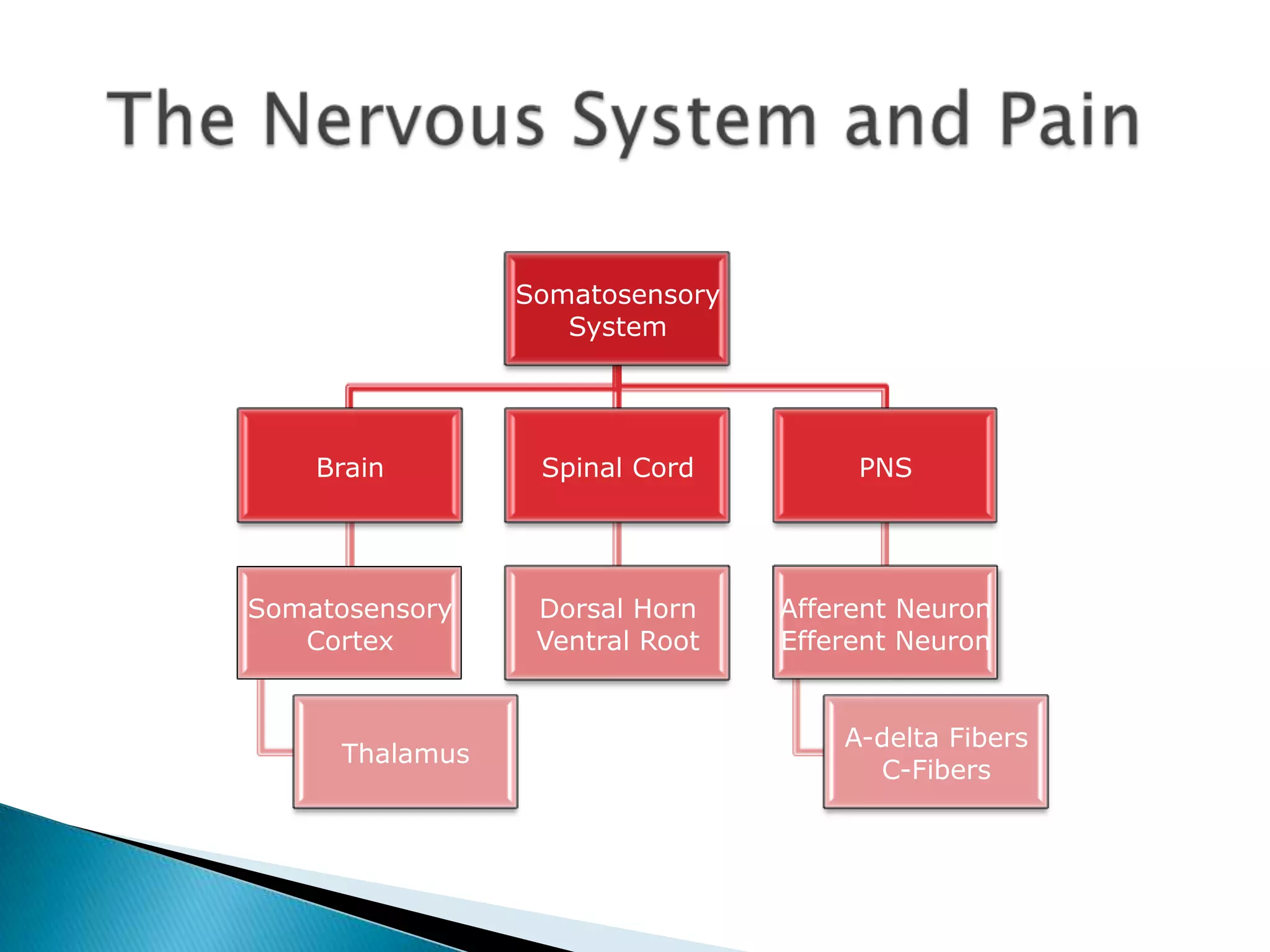 Anatomy of pain pathway | PPTX