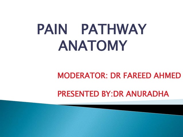 Anatomy of pain pathway | PPTX | Brain and Nervous System Disorders ...