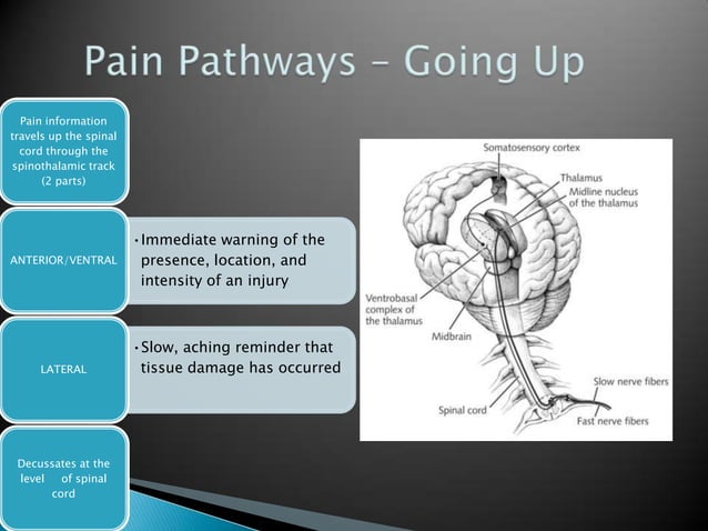Anatomy of pain pathway | PPTX | Brain and Nervous System Disorders ...