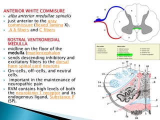 Anatomy of pain pathway | PPTX