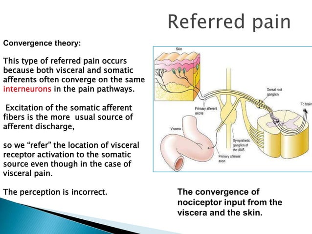Anatomy of pain pathway | PPTX | Brain and Nervous System Disorders ...