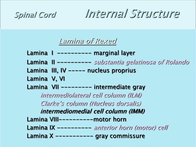 Anatomy of pain pathway
