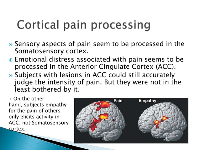 Anatomy of pain pathway