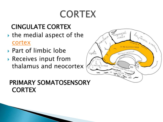 Anatomy of pain pathway