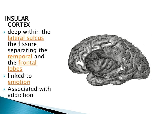 Anatomy of pain pathway
