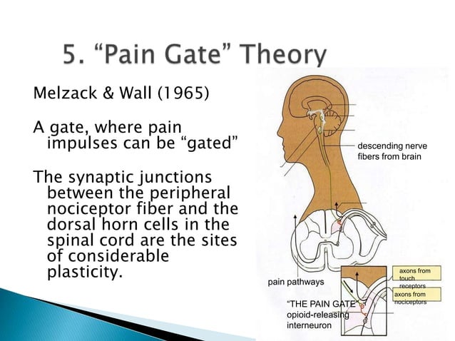 Anatomy of pain pathway