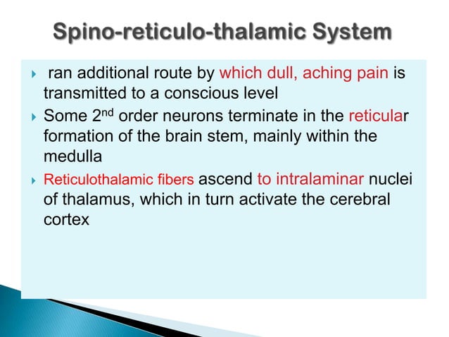 Anatomy of pain pathway