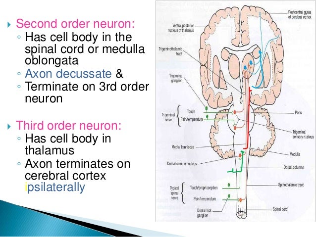 Anatomy of pain pathway