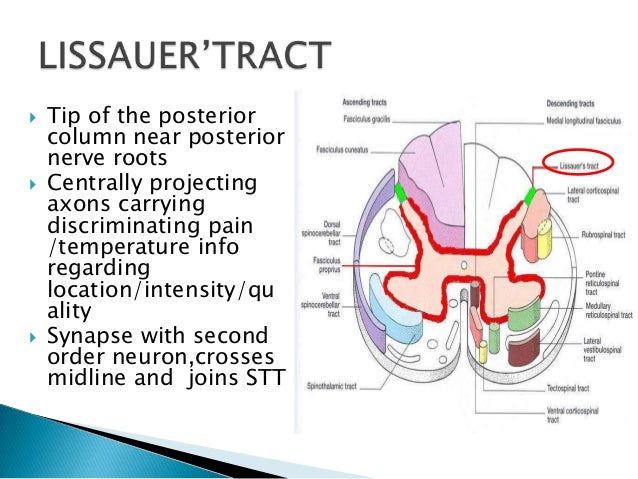 Anatomy of pain pathway