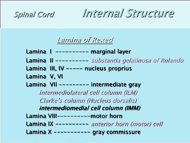 Anatomy of pain pathway