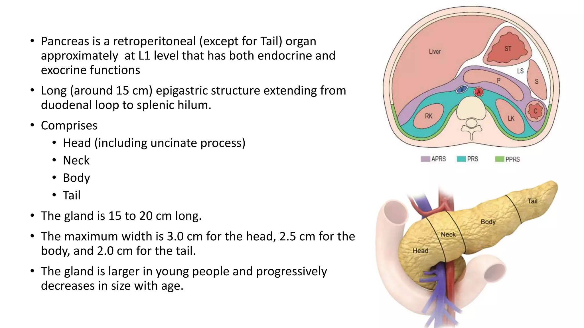 Radiological Anatomy of pancreas | PPTX