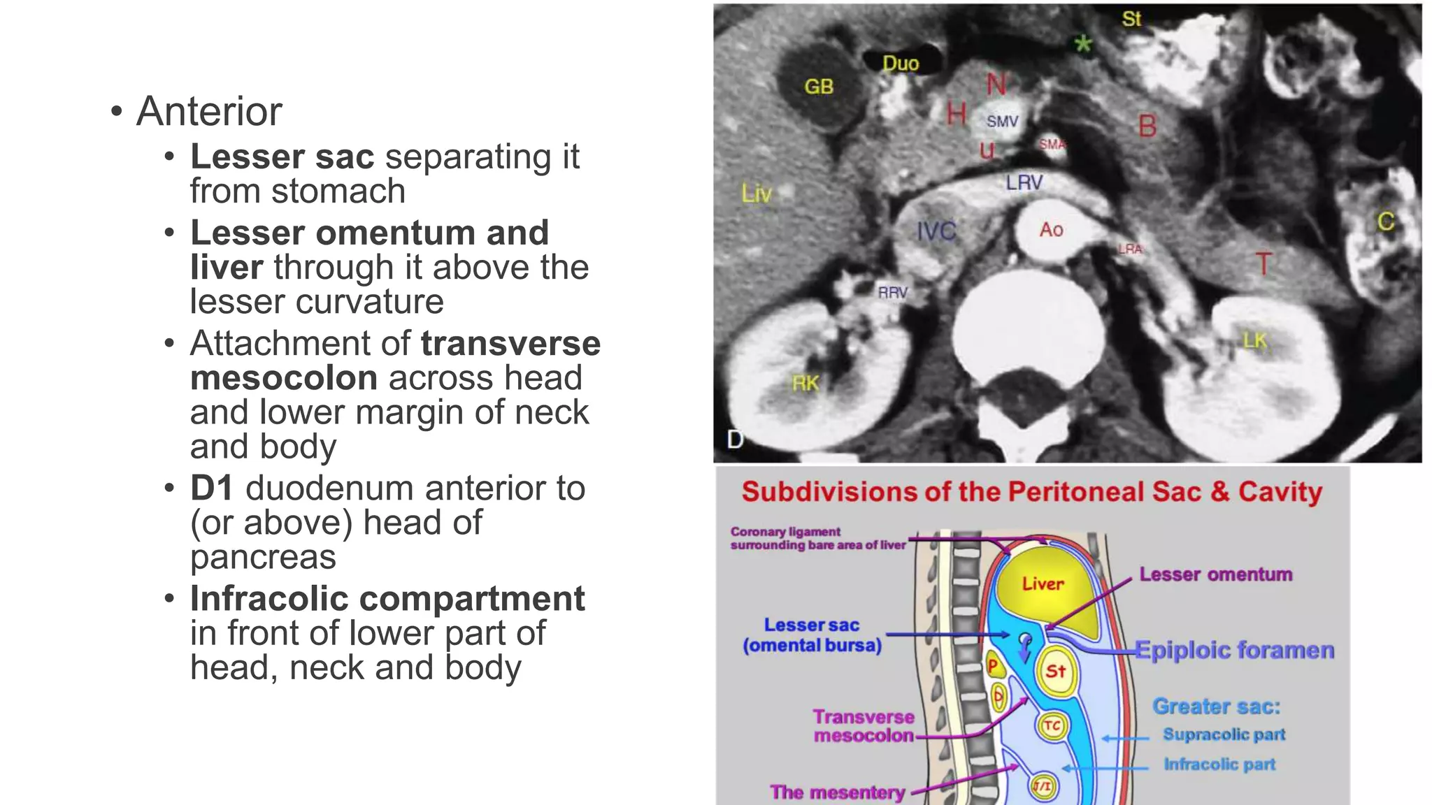 Radiological Anatomy of pancreas | PPTX
