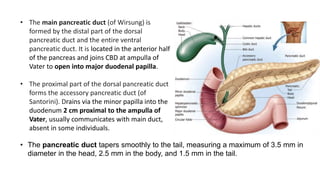 Radiological Anatomy of pancreas | PPT
