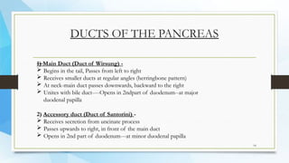 ANATOMY OF PANCREAS NEHA.pptxbsbdbdbdjdjdn | PPTX