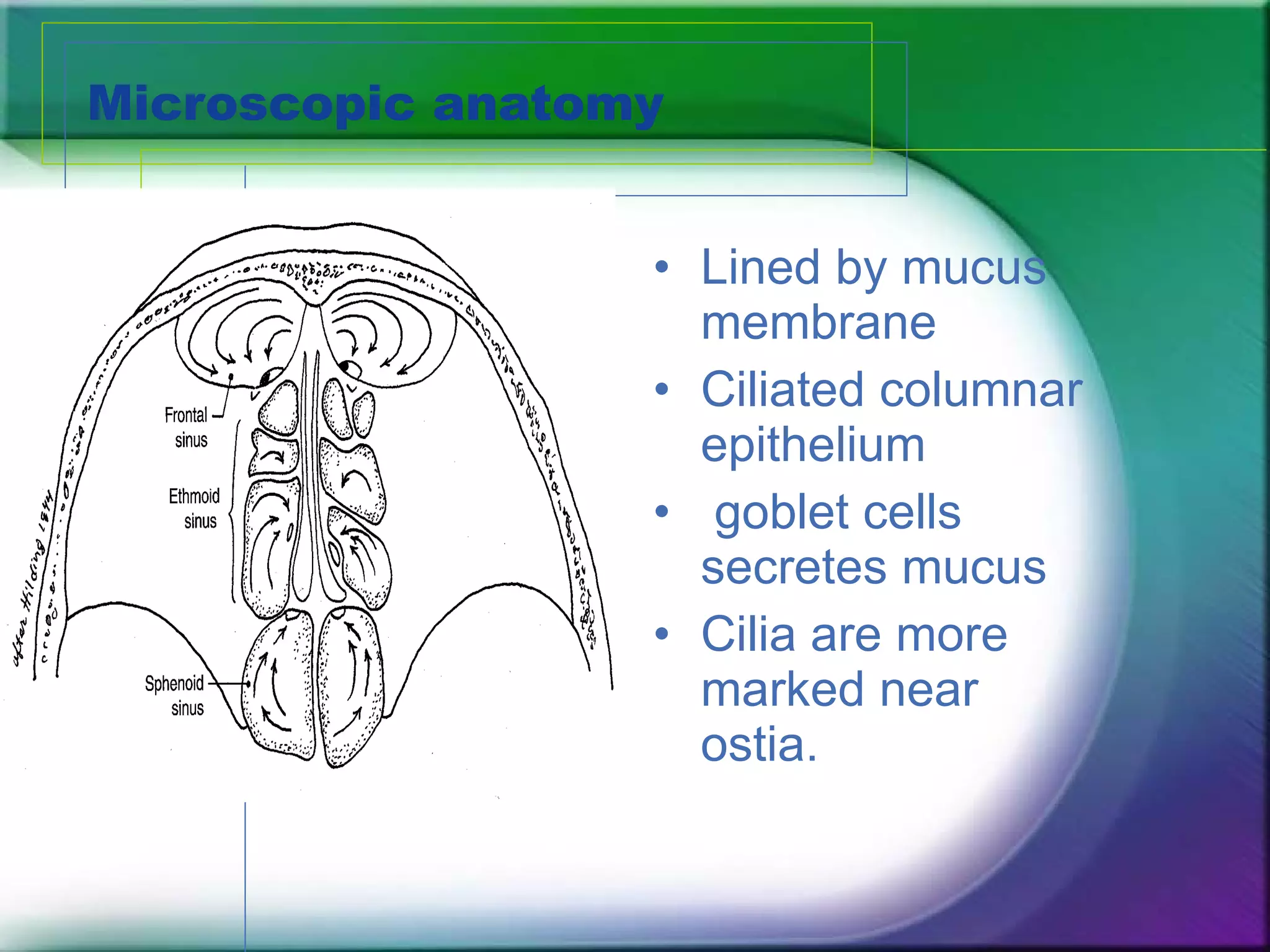 Anatomy Of Paranasal Sinuses | PPT