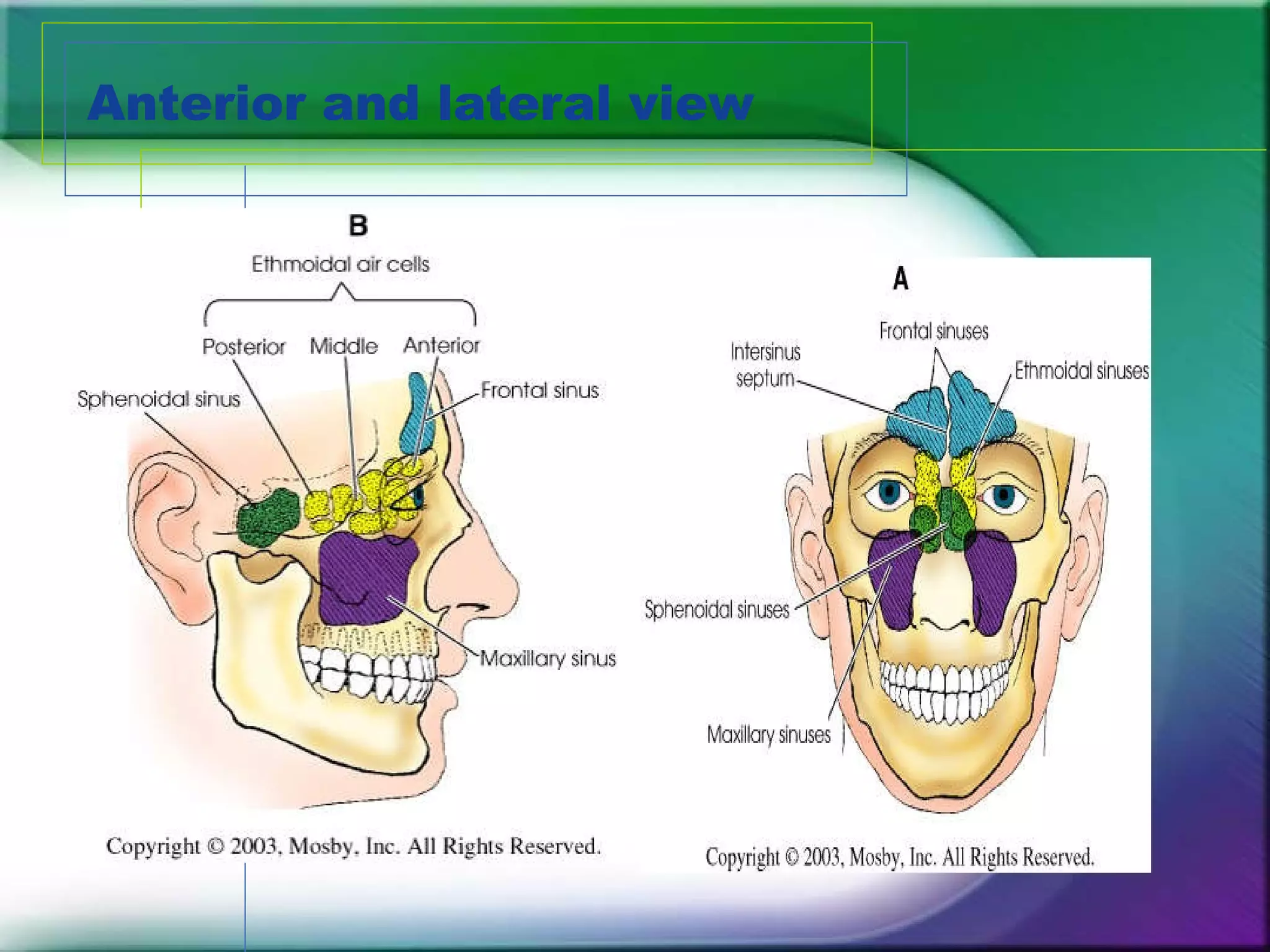 Anatomy Of Paranasal Sinuses | PPT