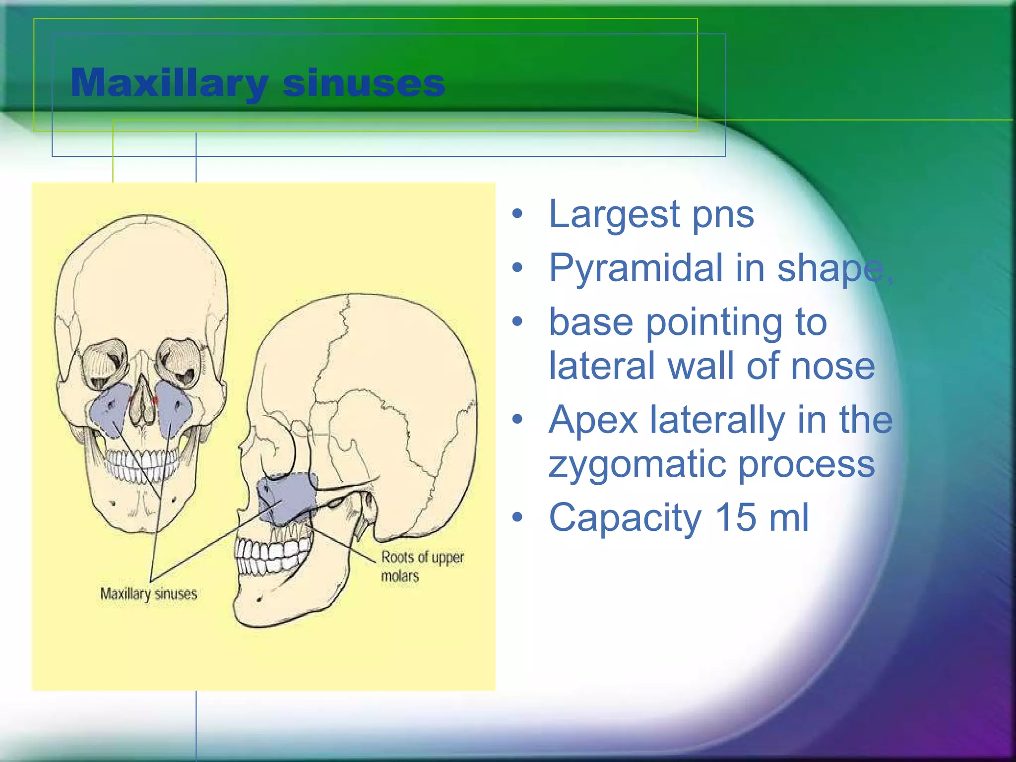Anatomy Of Paranasal Sinuses | PPT