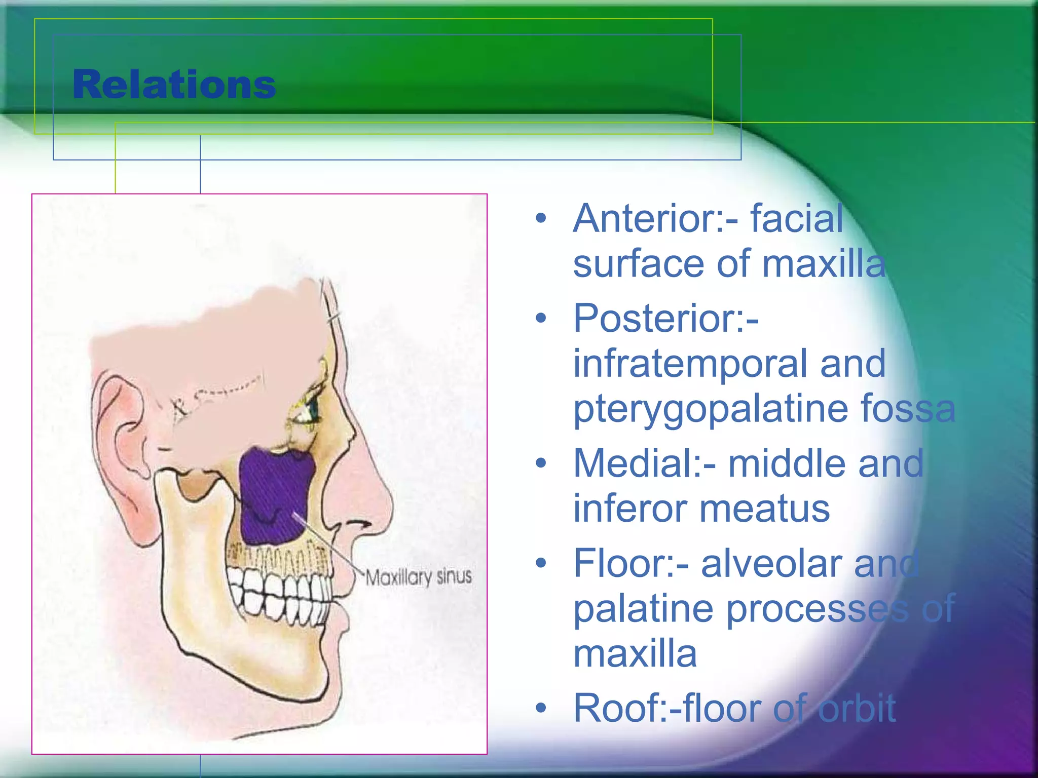 Anatomy Of Paranasal Sinuses | PPT