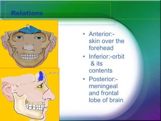 Anatomy Of Paranasal Sinuses | PPT