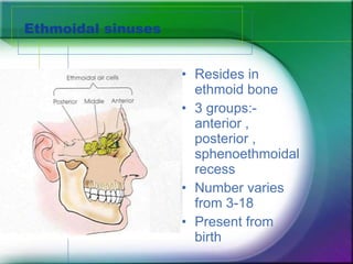 Anatomy Of Paranasal Sinuses | PPT