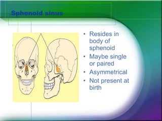Anatomy Of Paranasal Sinuses | PPT