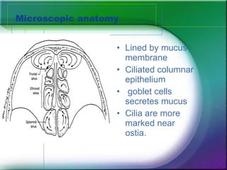 Anatomy Of Paranasal Sinuses | PPT