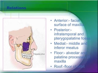 Anatomy Of Paranasal Sinuses | PPT