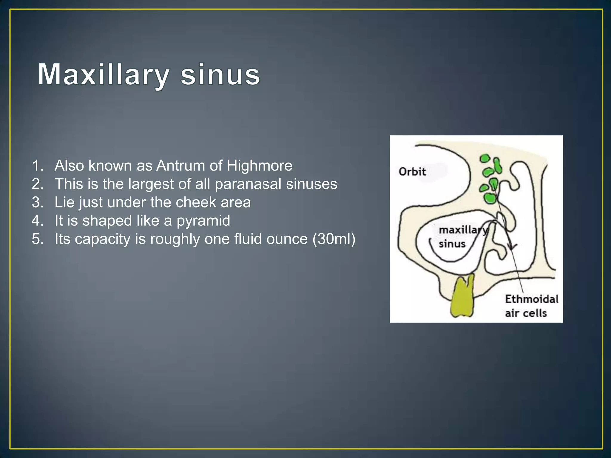 Anatomy of para nasal sinuses | PPTX