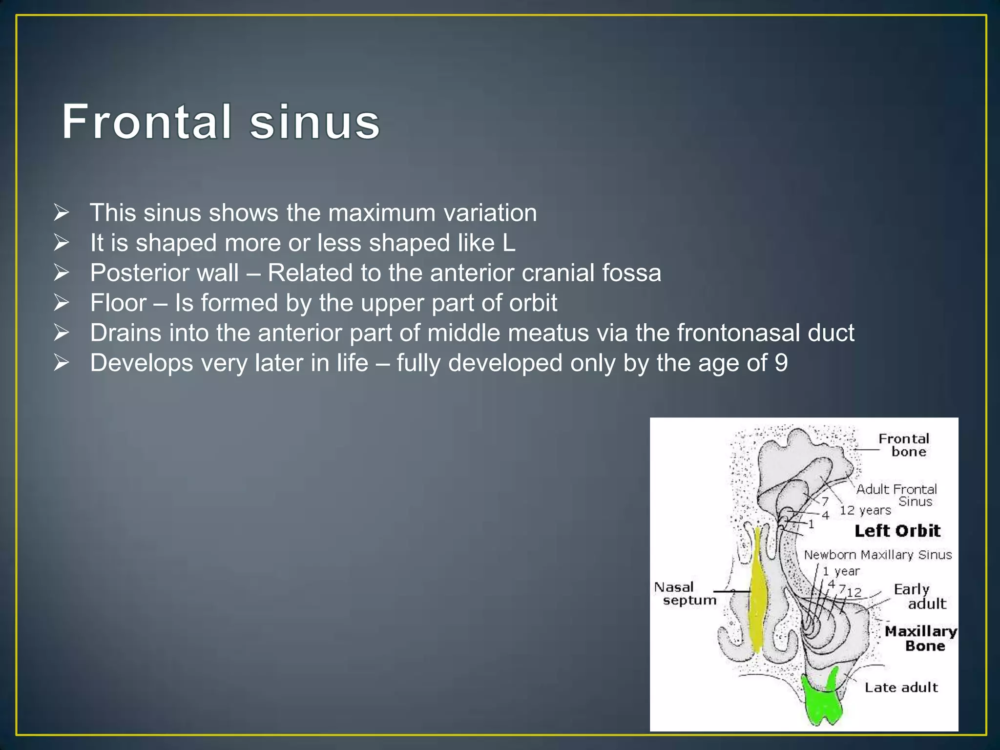 Anatomy of para nasal sinuses | PPTX
