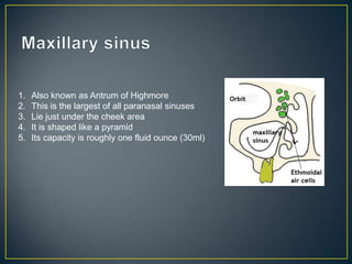 Anatomy of para nasal sinuses | PPTX