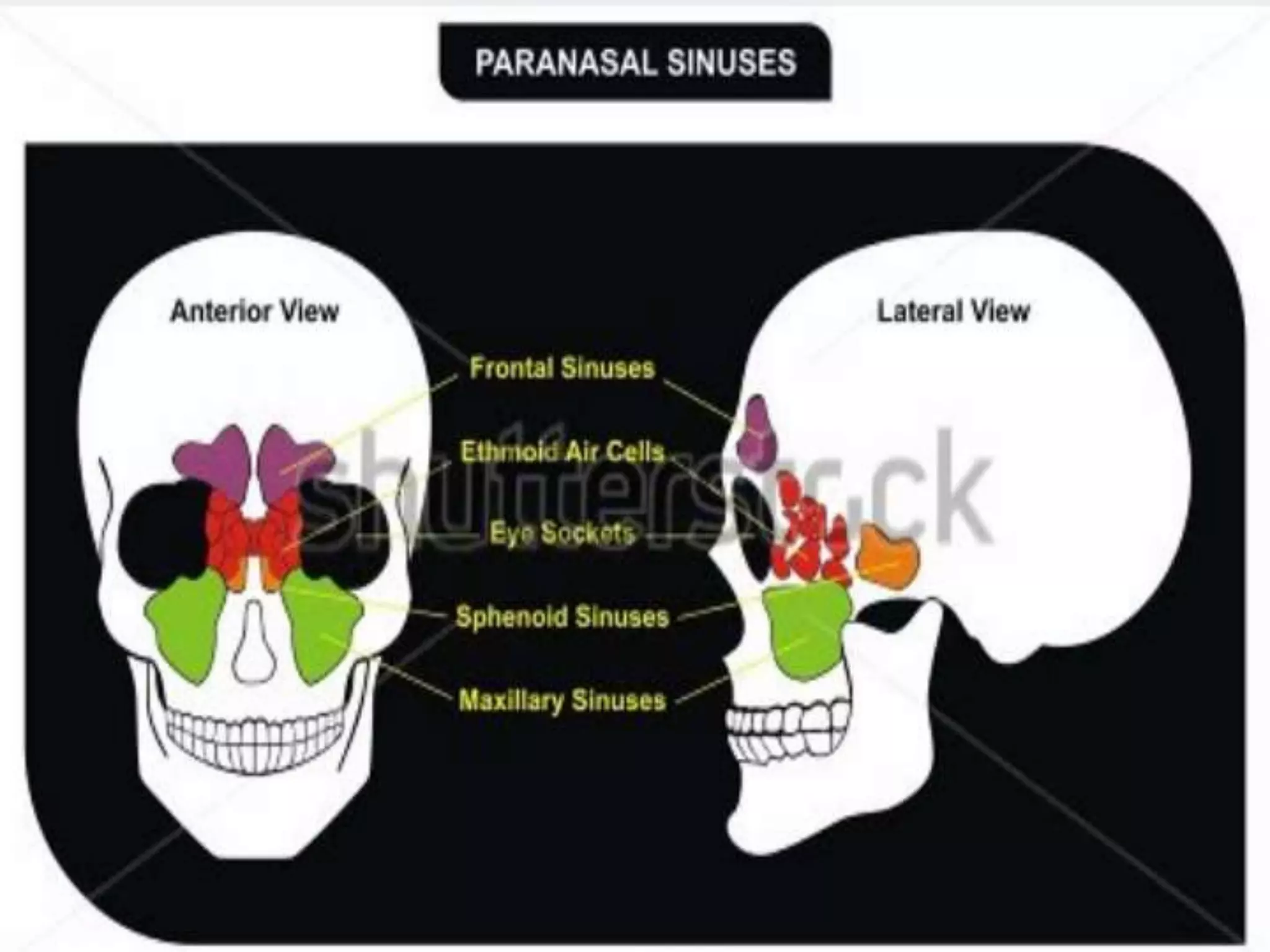 Anatomy of paranasal sinuses | PPT