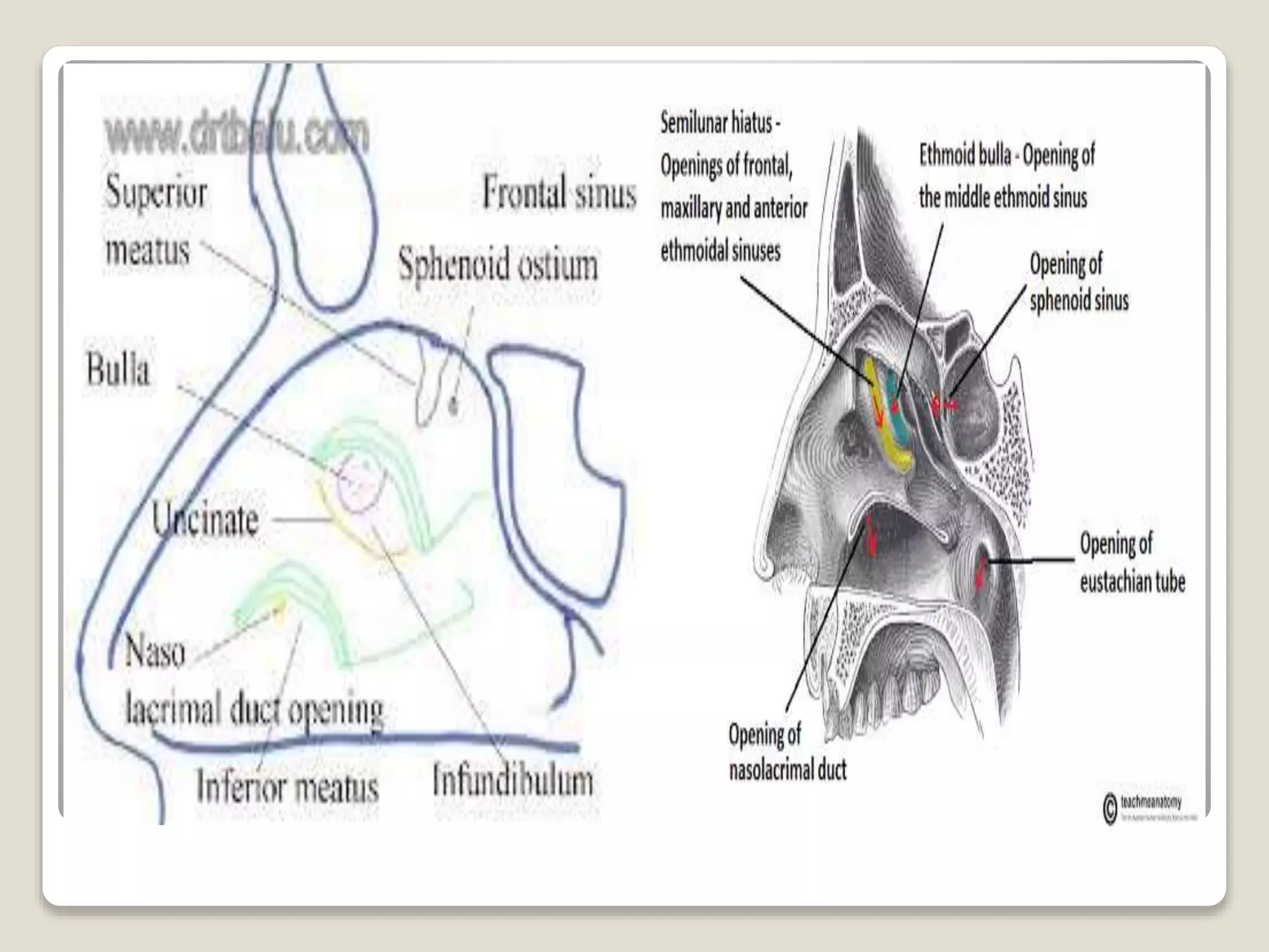 Anatomy of paranasal sinuses | PPT