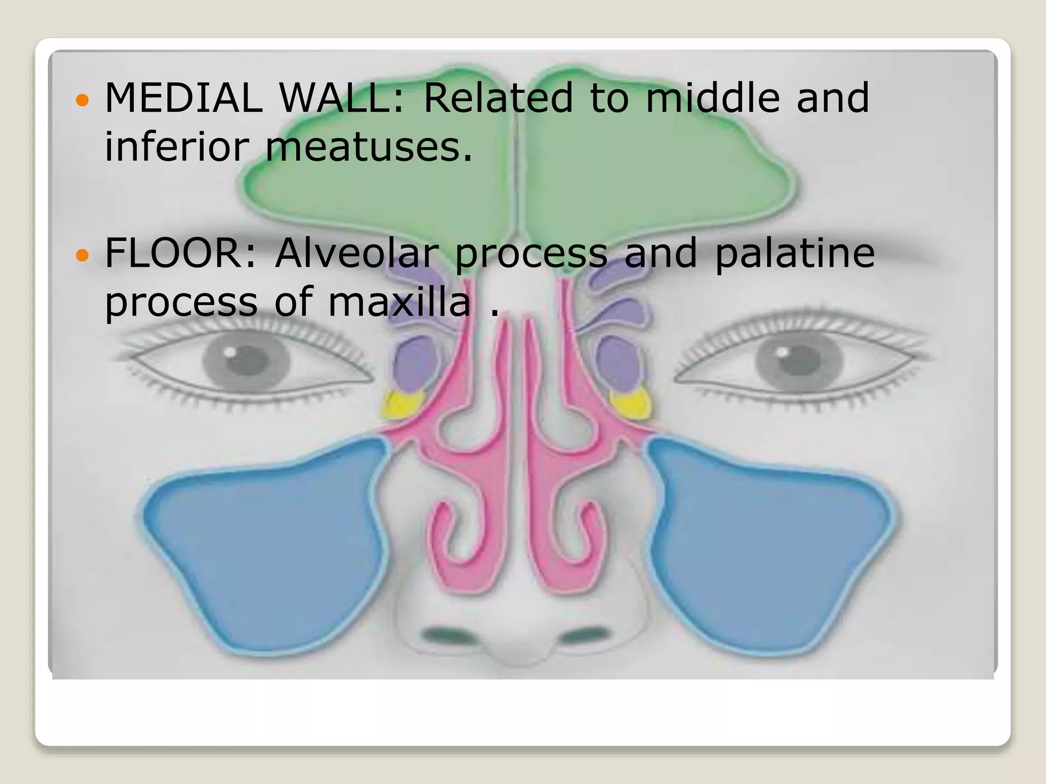 Anatomy of paranasal sinuses | PPT