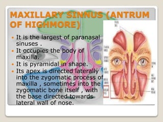 Anatomy of paranasal sinuses | PPT
