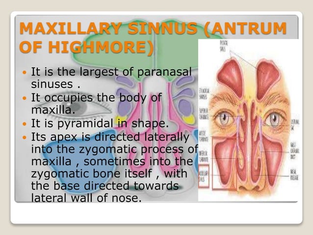 Anatomy of paranasal sinuses | PPT