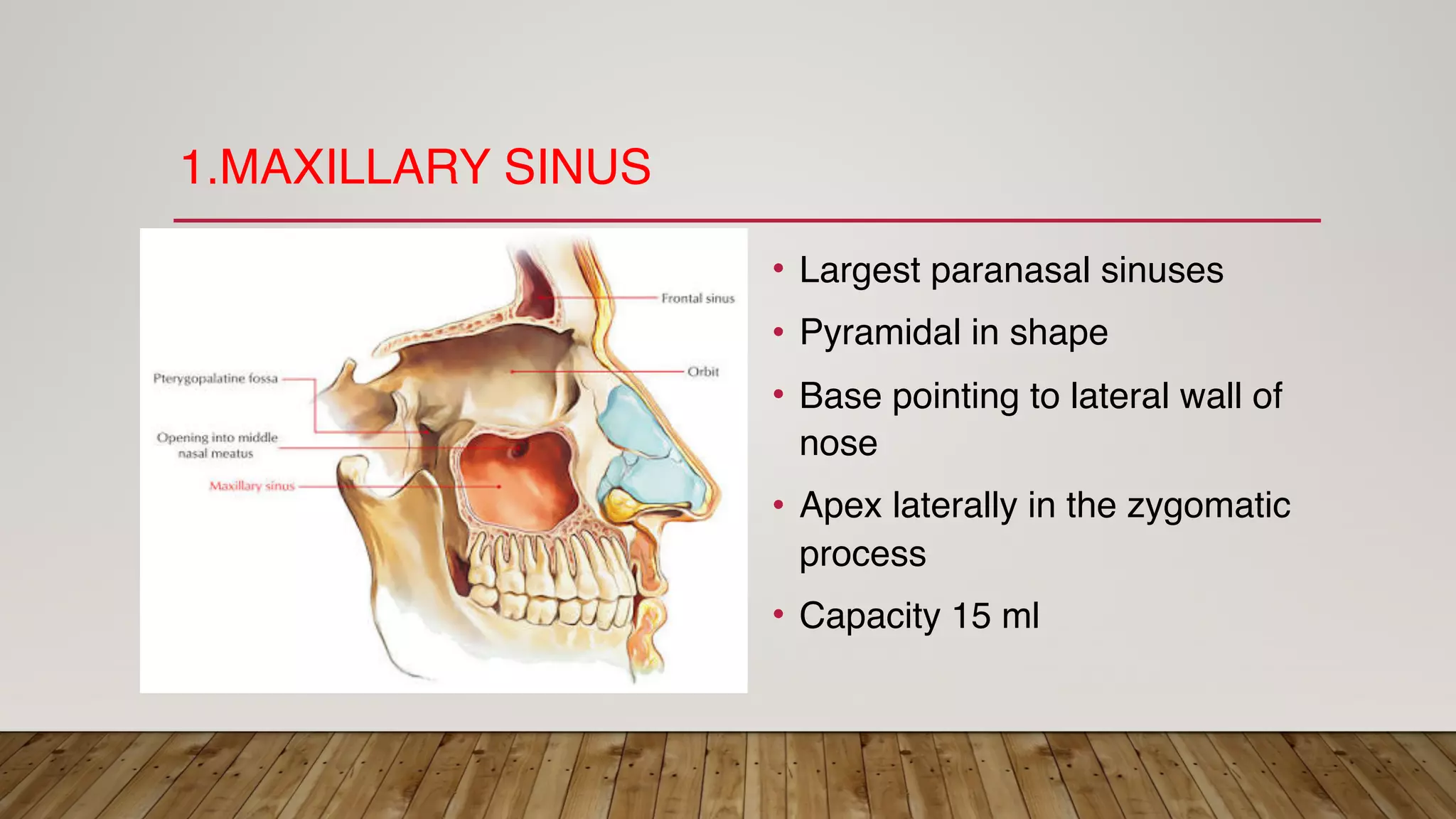 Anatomy of paranasal sinuses | PDF