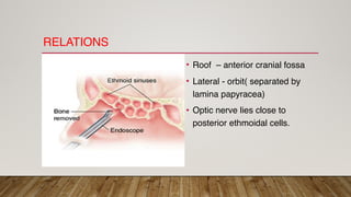 Anatomy of paranasal sinuses | PDF