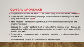 Anatomy of paranasal sinuses | PDF