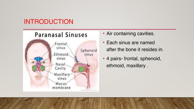Anatomy of paranasal sinuses | PDF
