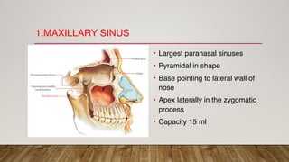 Anatomy of paranasal sinuses | PDF