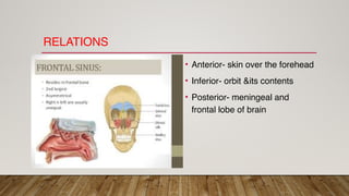 Anatomy of paranasal sinuses | PDF