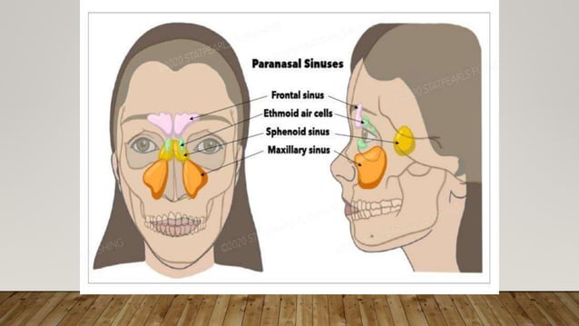 anatomy of paranasal sinuses.pptx