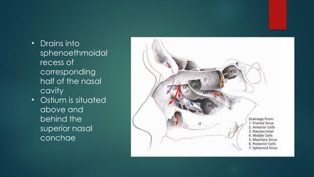 Surgical Anatomy of Paranasal Sinuses.pptx