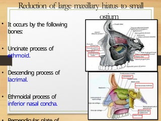 Anatomy of Para Nasal Sinuses, description | PPTX