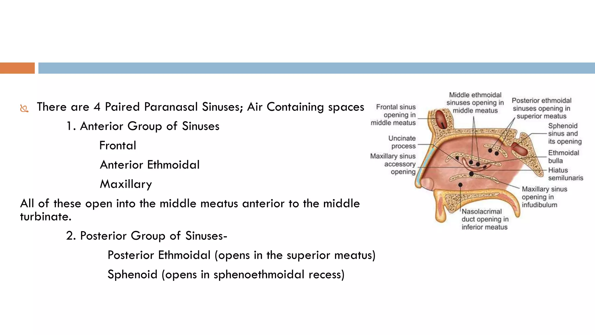 Anatomy of Paranasal Sinuses | PPTX
