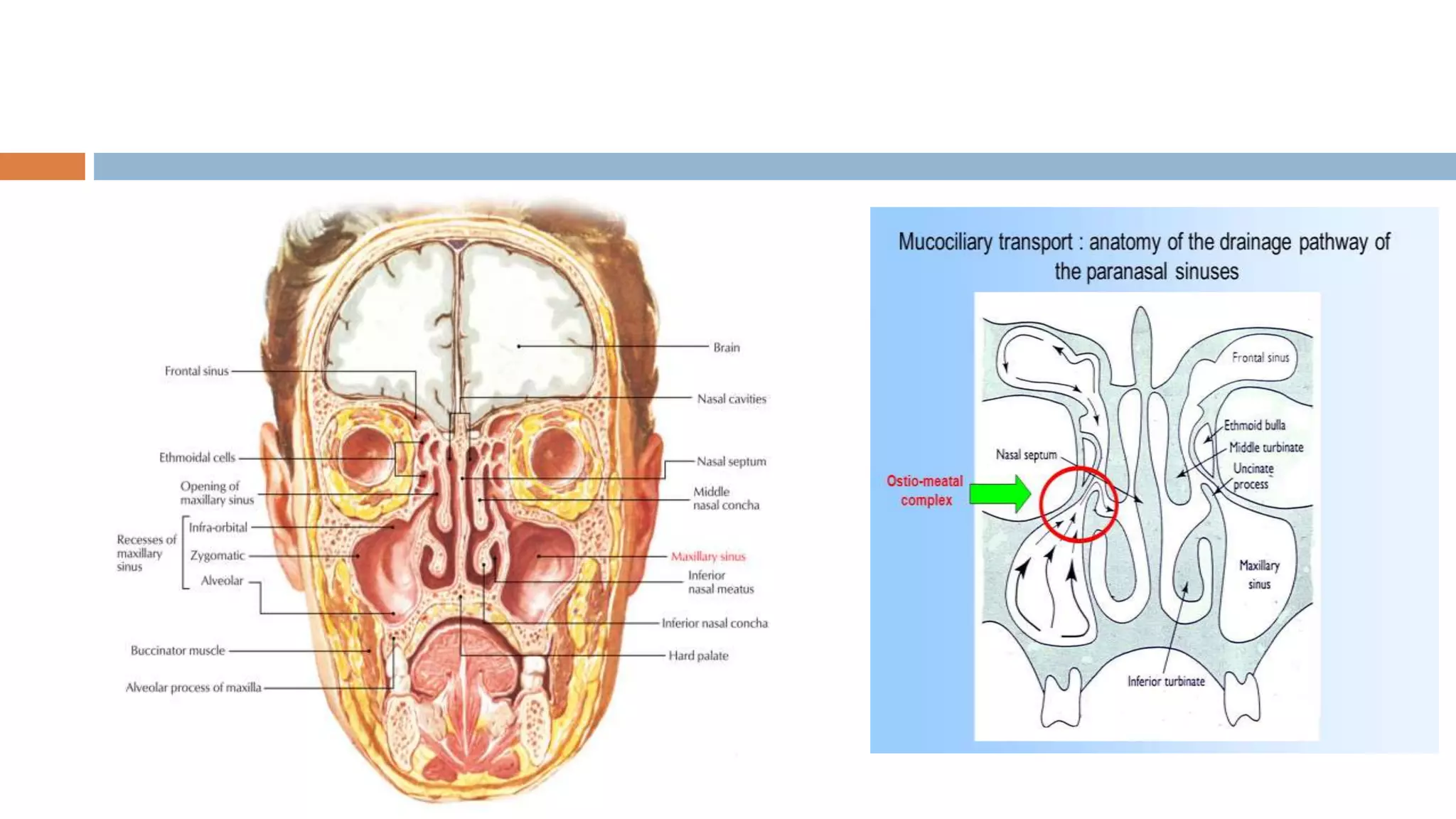 Anatomy of Paranasal Sinuses | PPTX