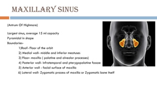 Anatomy of Paranasal Sinuses | PPTX